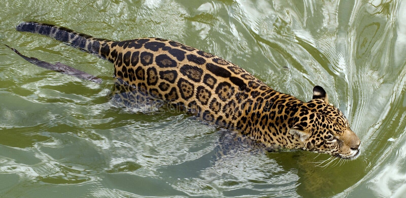 Jaguar playing stock photo. Image of water, jaguar, animal - 5789760