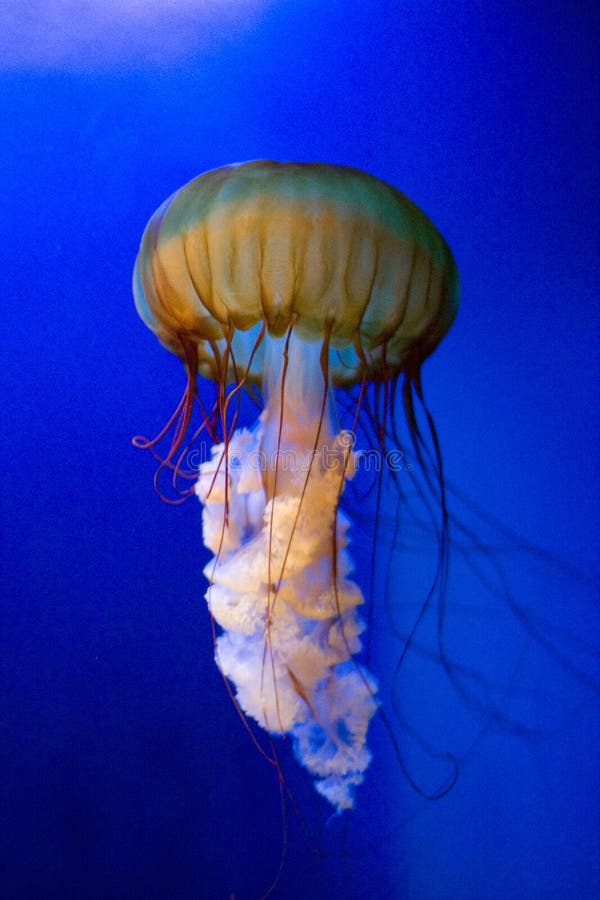 Angel fish stock photo. Image of marine, confine, tropical - 5519282