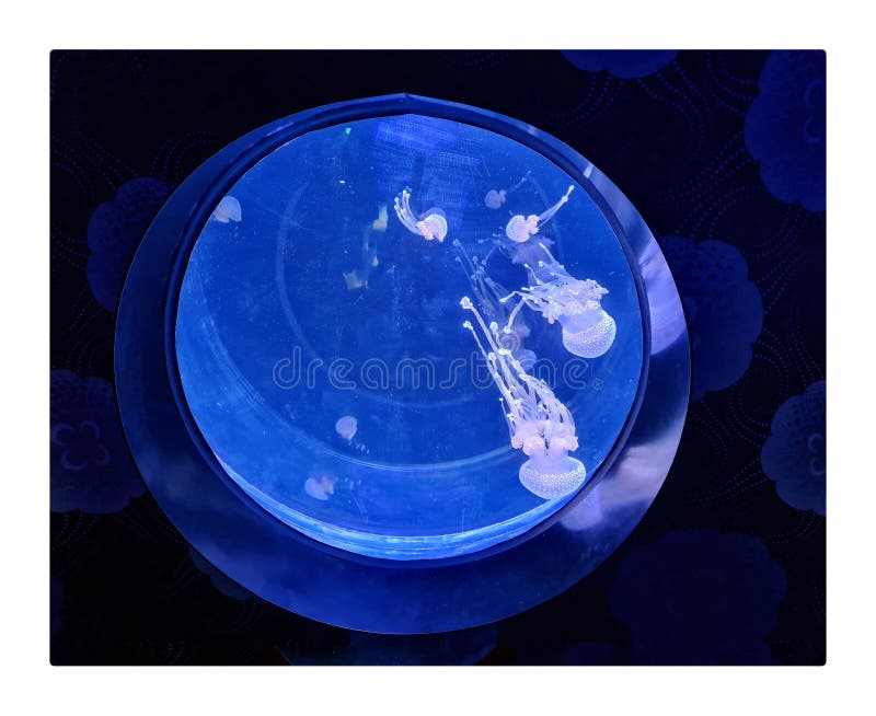 Swimming jellyfish baby stock photo. Image of jellyfish - 243960806