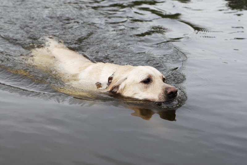 Swimming Labrador Retriever Stock Photo - Image of playing, retriever ...