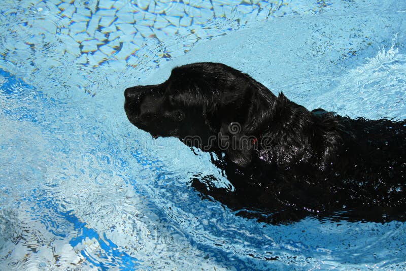 Swimming labrador stock image. Image of swim, dark, pool - 7158479