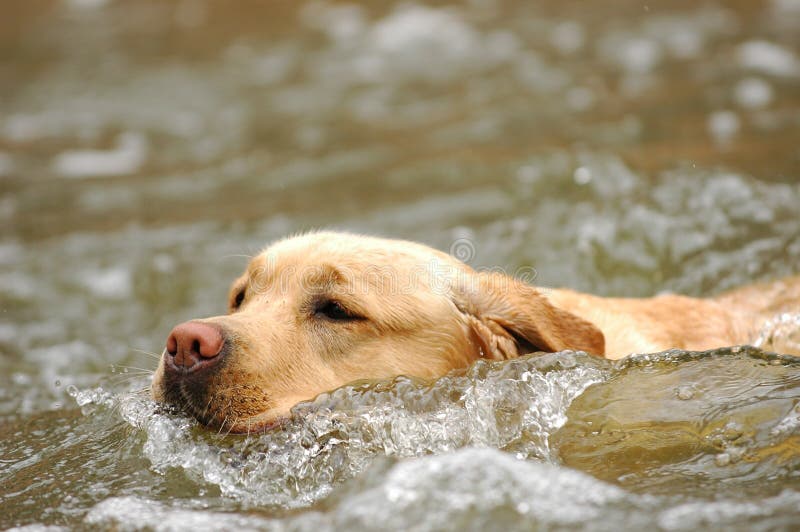 Swimming Labrador Retriever Stock Photo - Image of playing, retriever ...
