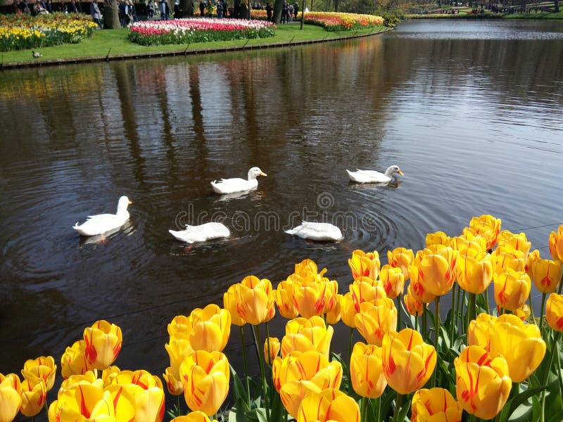 Swimming on the Lake in the Spring Stock Photo - Image of yellow, pond ...