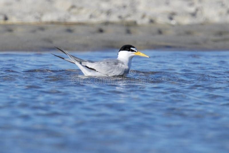 Swimming Least Tern stock image. Image of antillarum - 97120971