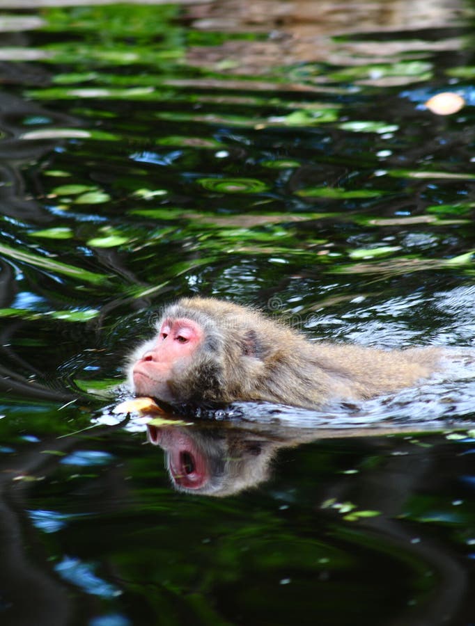 Swimming Monkey stock image. Image of monkey, nature - 31494533