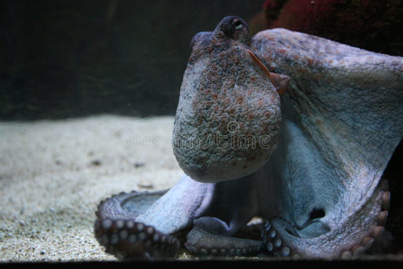 Ethereal Octopus from the Depth (Octopus Vulgari) Stock Image - Image ...