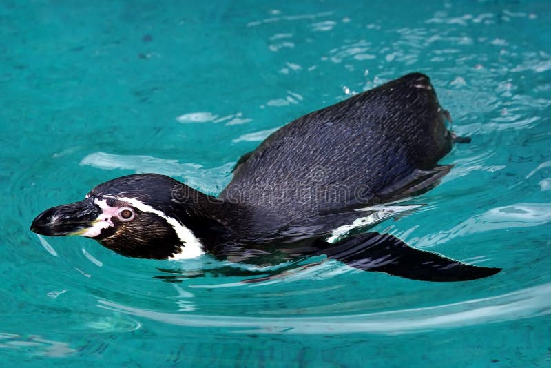 Swimming penguin stock photo. Image of diving, swim, pole - 774208