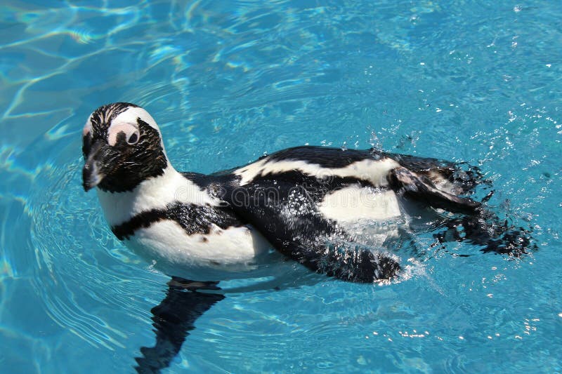 Swimming Penguin stock image. Image of bright, swimming - 100789019