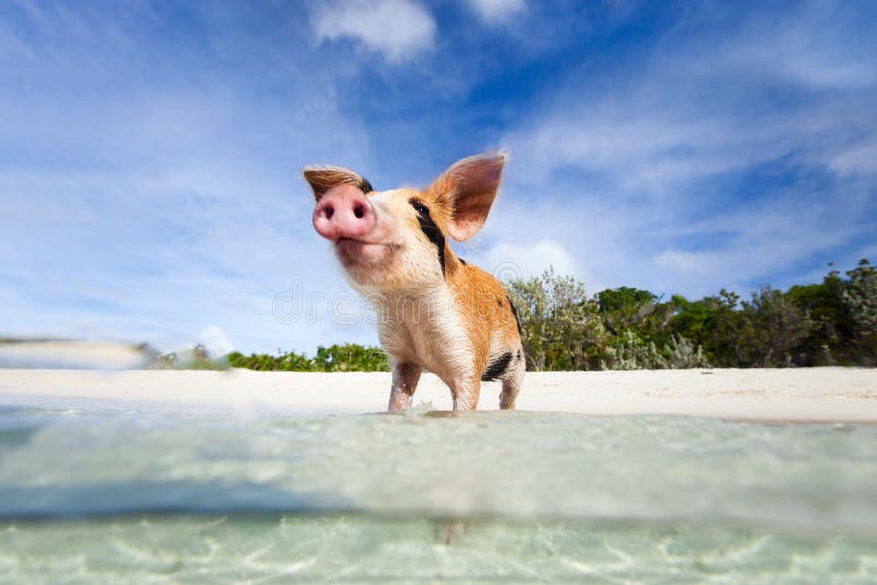 Swimming pigs of Exuma stock image. Image of small, beach - 37128633