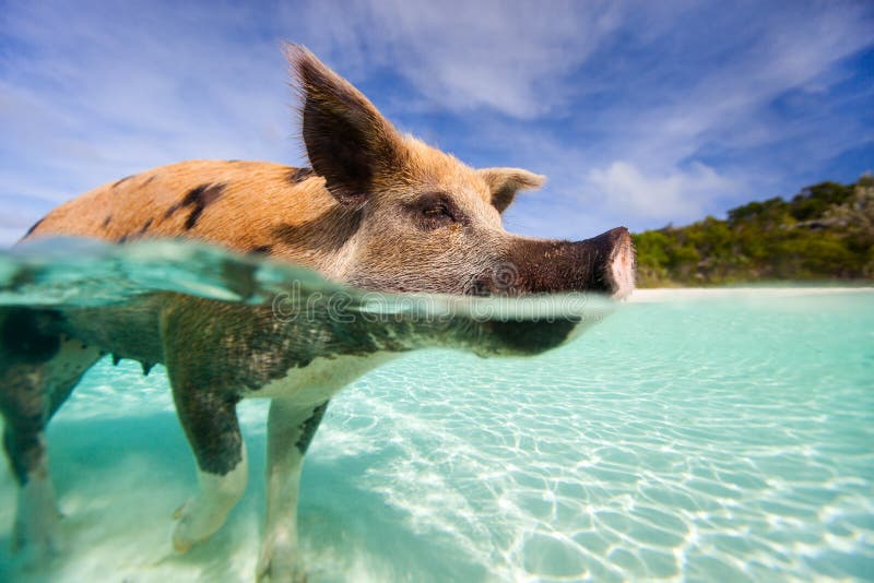 Swimming pigs of Exumas stock image. Image of scenery - 37654887