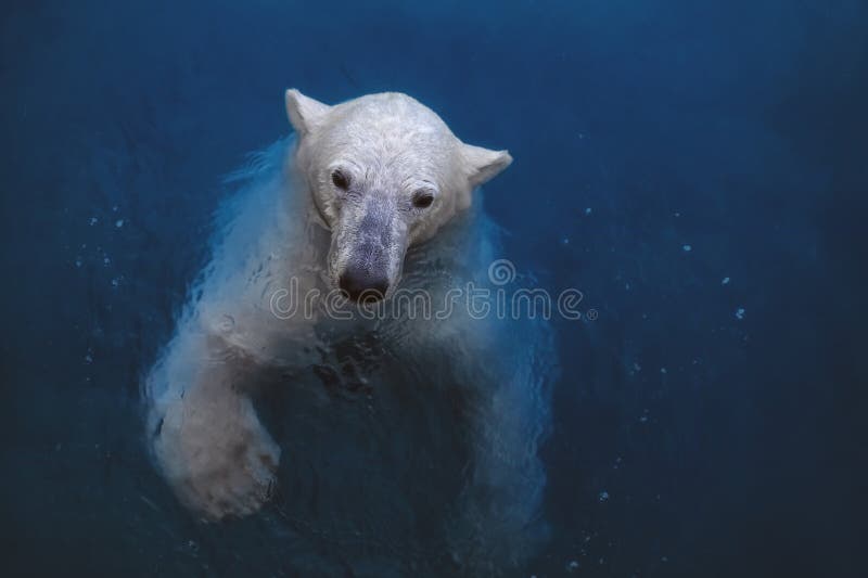 Swimming Polar Bear, White Bear in Blue Water Stock Photo - Image of ...