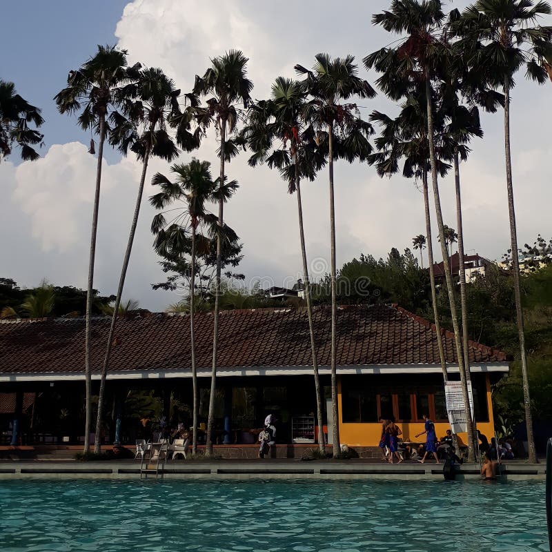 A Swimming Pool and Coconut Trees Editorial Stock Photo - Image of ...