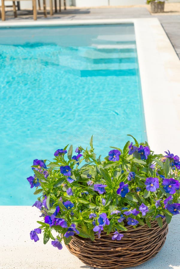 Swimming pool and flower stock photo. Image of plant - 31444886