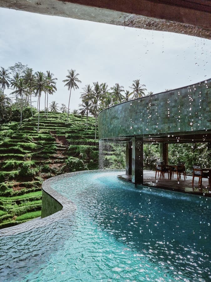 Swimming Pool with Green Rice Field Terrace at Ubud Editorial Photo ...