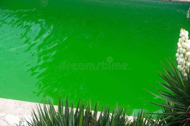 Swimming Pool with Green Water Stock Photo - Image of home, leisure ...