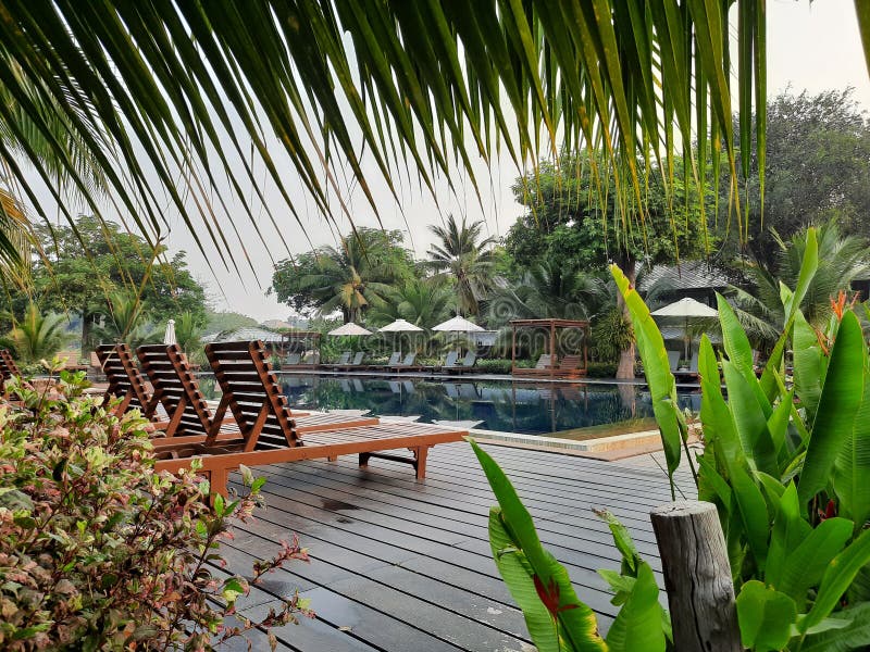 Swimming pool with tree stock photo. Image of tree, flower - 183345152