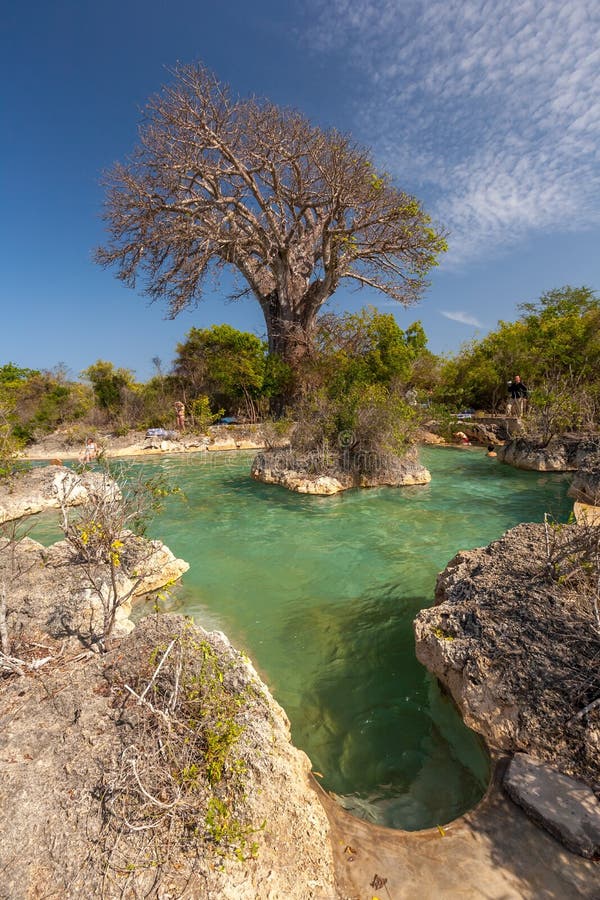 Swimming Pool, Trees and Blue Sky Stock Photo - Image of tree, beauty ...