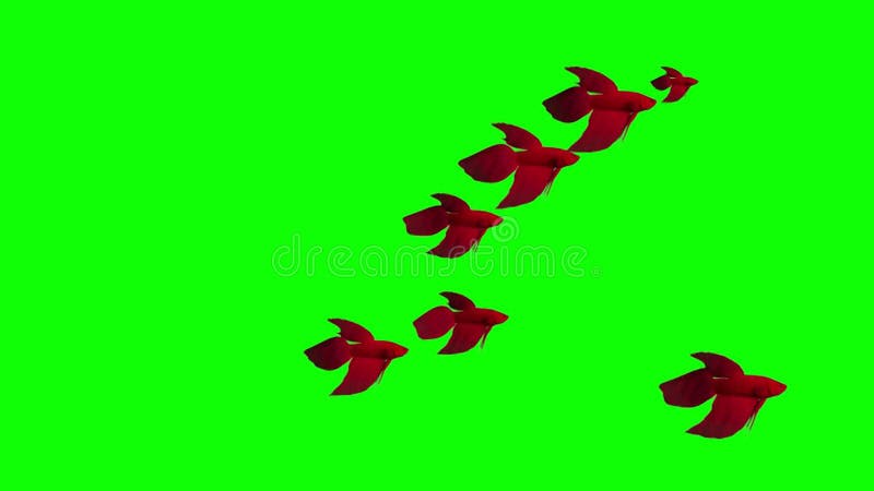 Swimming Red Betta Fishes Motion Graphics with Green Screen Background ...