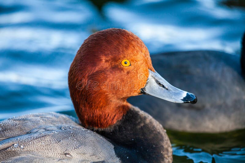 A Swimming Redhead Duck stock image. Image of wildlife - 356508577