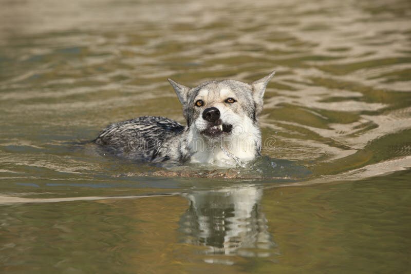 Swimming Saarloos Wolfhound Stock Photo - Image of portrait, little ...