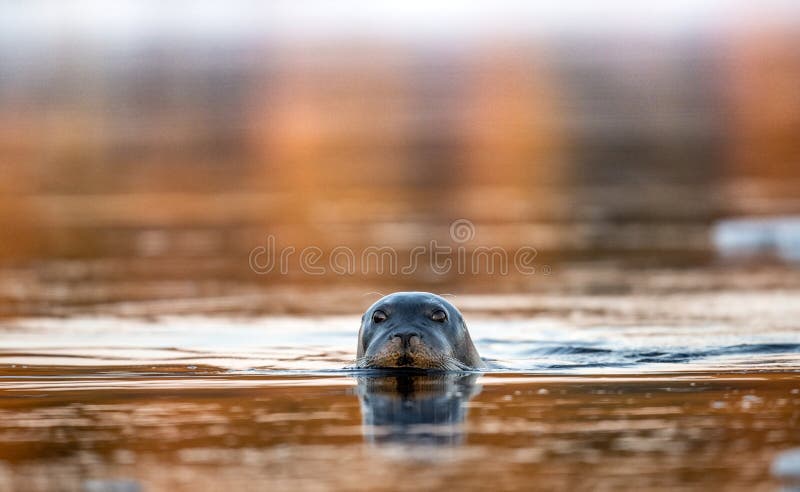 Swimming Seal in the Reflection of the Sunset. Stock Image - Image of ...
