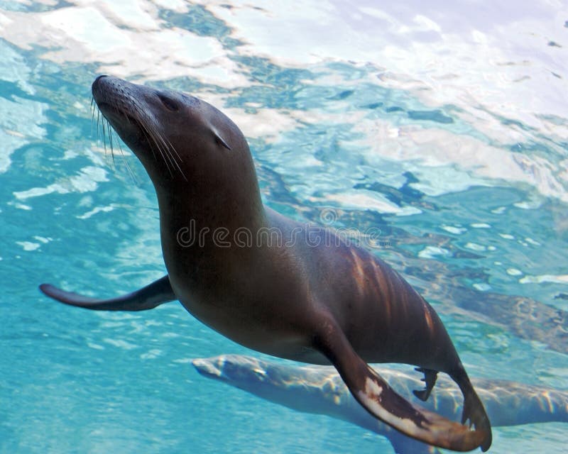 Swimming seals stock photo. Image of aquatic, silly, ocean - 28730010