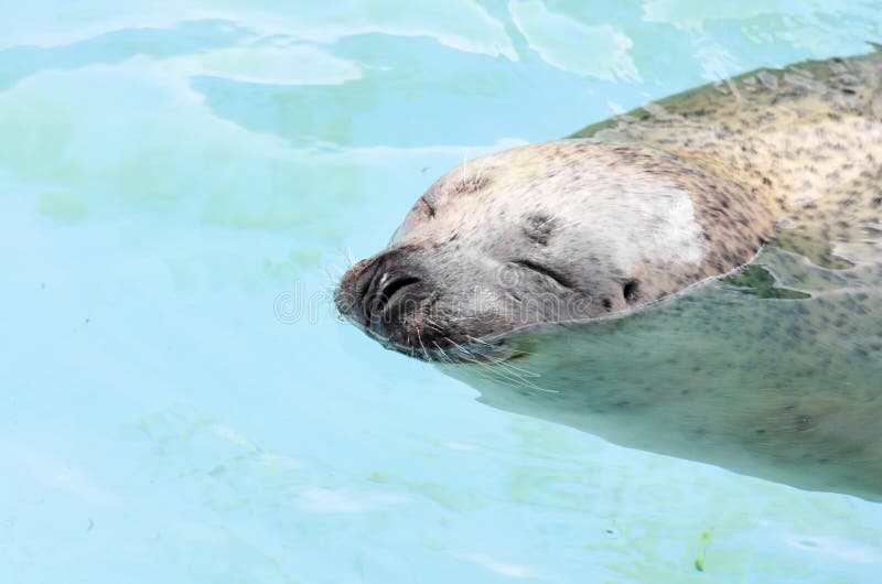 Swimming Seals in the Water Pool Stock Image - Image of lion, saint ...