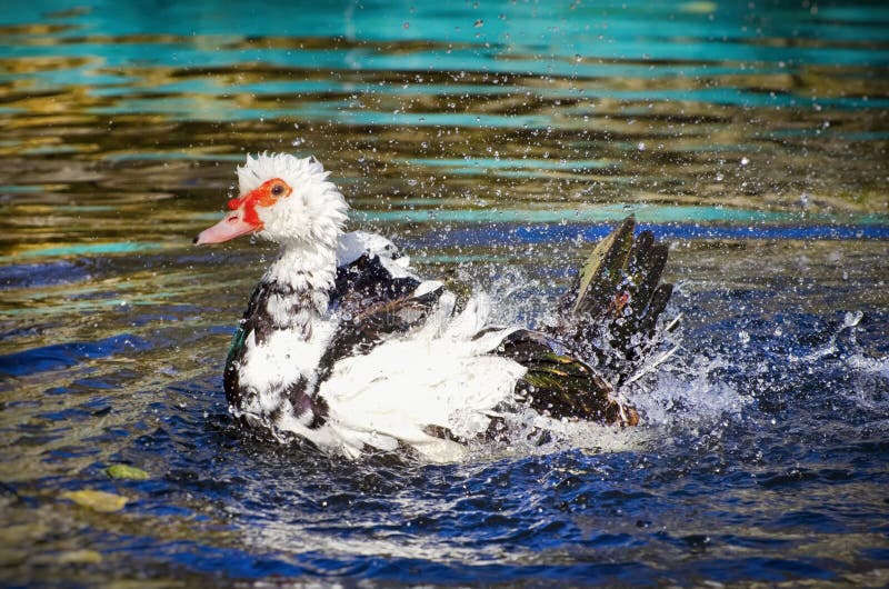 Swimming Single Duck stock photo. Image of nature, bird - 83513562