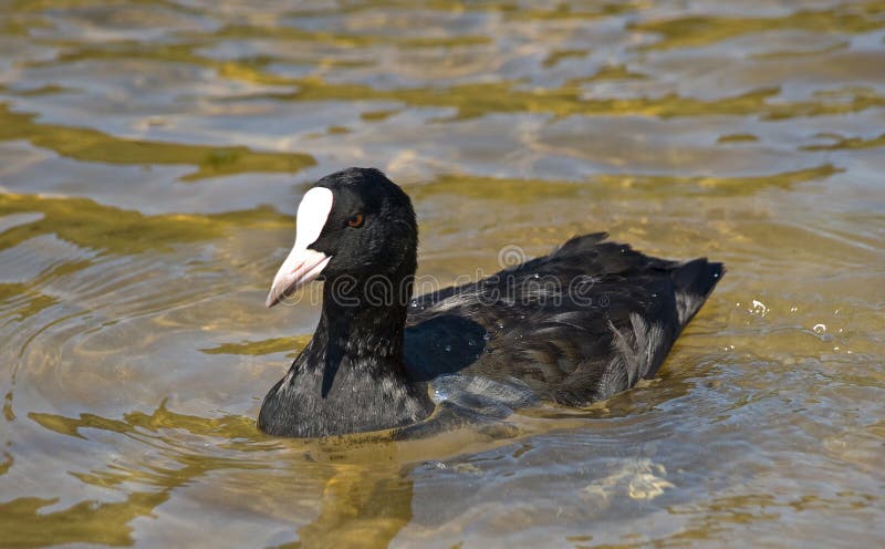 Swimming small swan stock photo. Image of duck, spring - 11888254