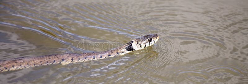 Swimming snake stock image. Image of snake, swim, river - 17987013