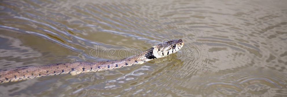Swimming snake stock image. Image of snake, swim, river - 17987013