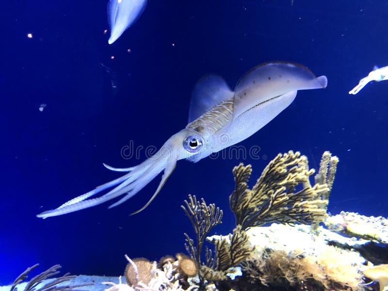 Squid in blue water stock image. Image of shimmer, fish - 7291641