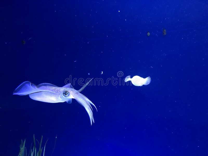 Swimming squid in the sea stock image. Image of cuddle - 154302455