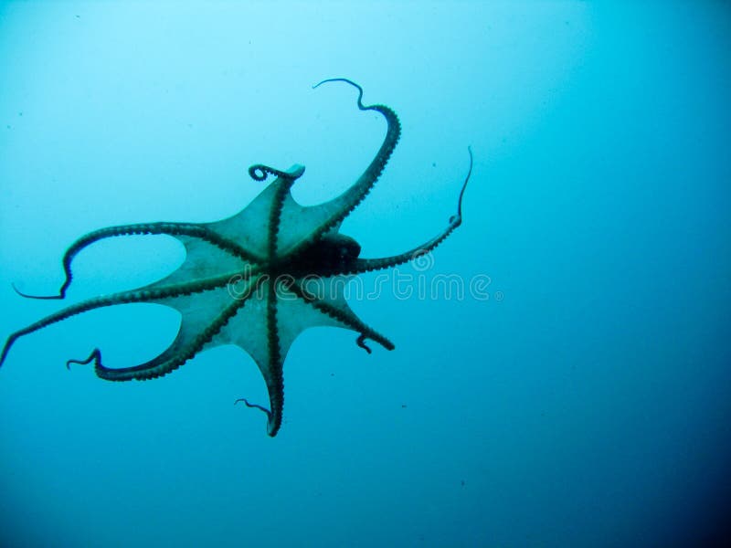Swimming squid stock image. Image of diver, swim, underwater - 43591109
