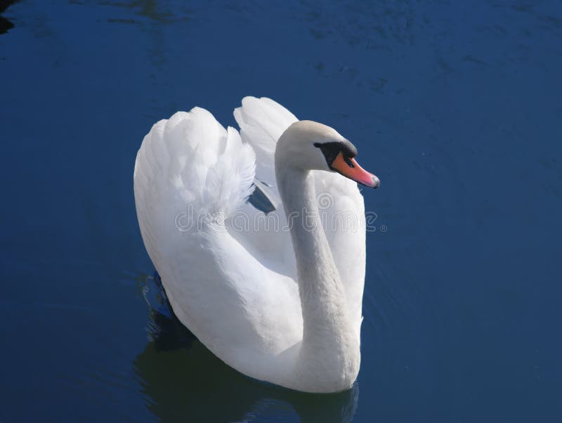 Swimming Swan with Raised Wings on Water Stock Photo - Image of nature ...