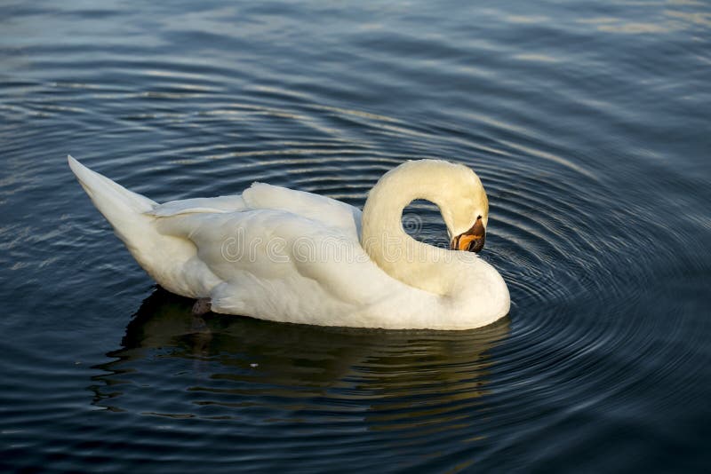 Swimming Swan stock photo. Image of angel, river, beauty - 65298990
