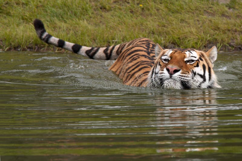 Swimming Tiger stock image. Image of portrait, carnivore - 2773349