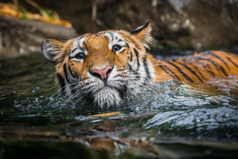 Swimming Tiger stock photo. Image of predator, river - 28605576