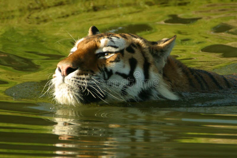Swimming tiger stock photo. Image of enjoy, nose, water - 7928088
