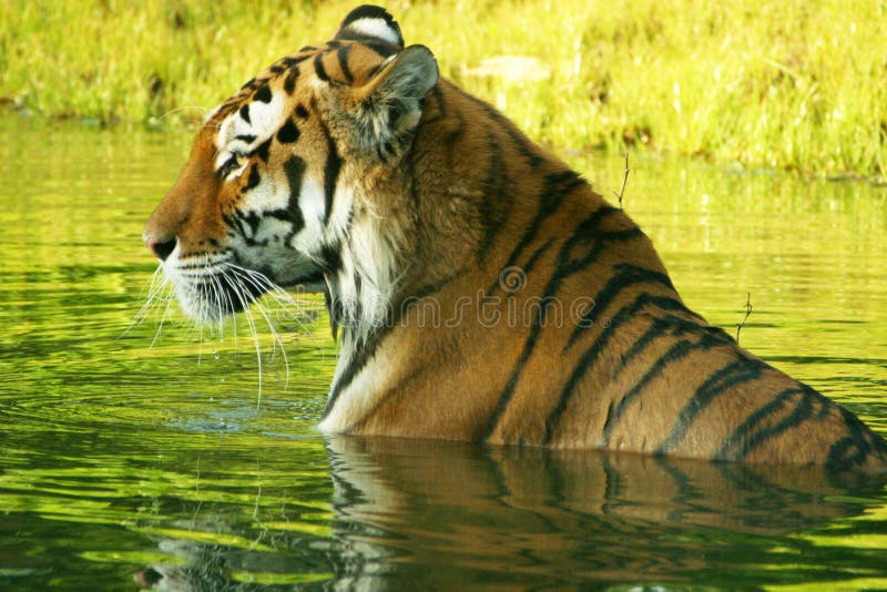 Swimming tiger stock photo. Image of swimming, water, pool - 7928098