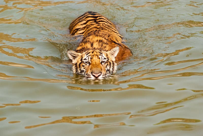 Tiger swimming in a river stock image. Image of east - 17621693