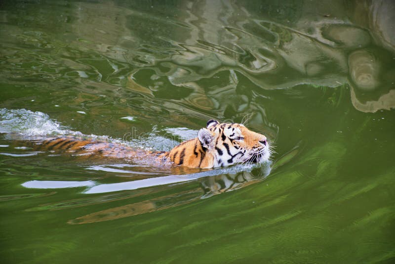 Swimming tiger stock photo. Image of tigris, animals - 189934742