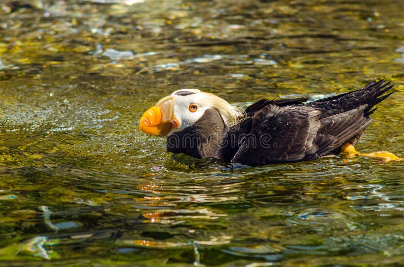 Swimming Tufted Puffin stock photo. Image of animal, seabird - 32774114