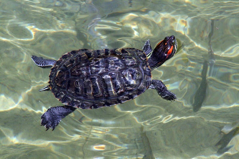 Swimming Turtle stock image. Image of tortoise, crawling - 3355695