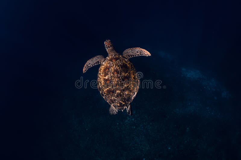Swimming Turtle with a Beautiful Shell on Deep Blue Ocean Stock Photo ...