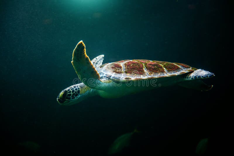 Swimming Turtle in Dark Ocean Water Sea Stock Photo - Image of peaceful ...