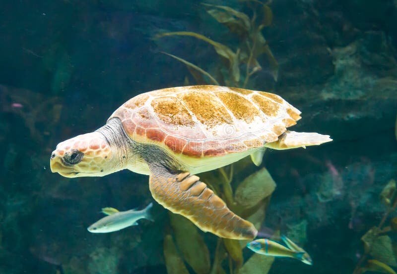 Swimming turtle stock image. Image of animals, color - 34677847