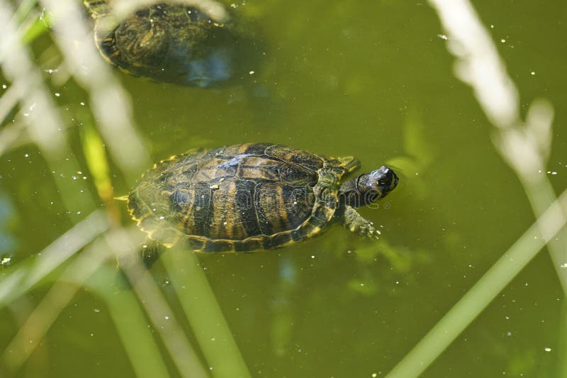 Swimming turtles stock photo. Image of amphibian, reptiles - 290123634
