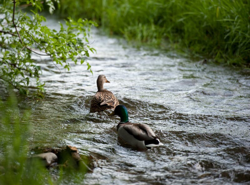 Swimming upstream stock photo. Image of gushing, couple - 14485224