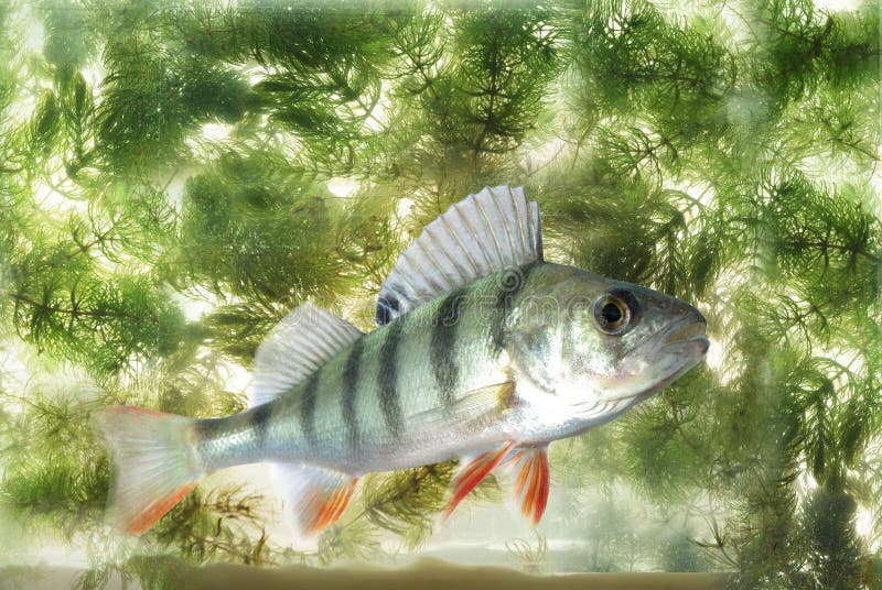 Perch Swimming Over Lake Bottom with Fallen Tree Shadows Stock Image ...